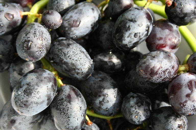 Raisin noir Ribol – Les paniers de Lilou